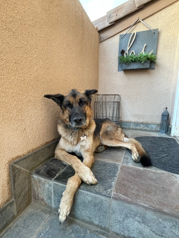 This Dog – Lisa LaGeorge